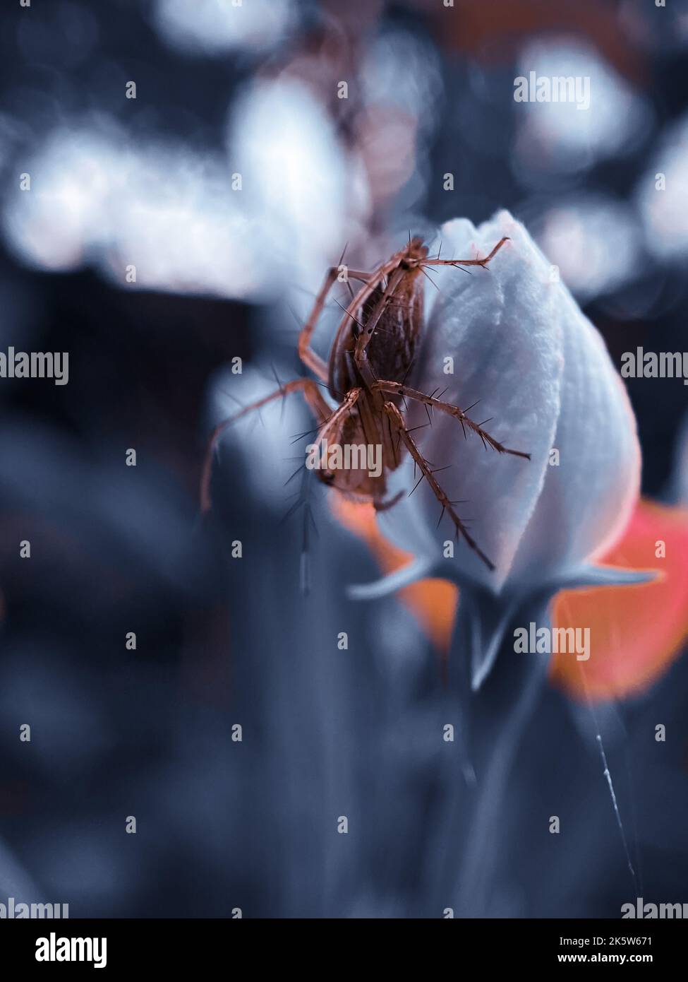 A vertical shot of a striped lynx spider (Oxyopes salticus) (Hentz) on ...