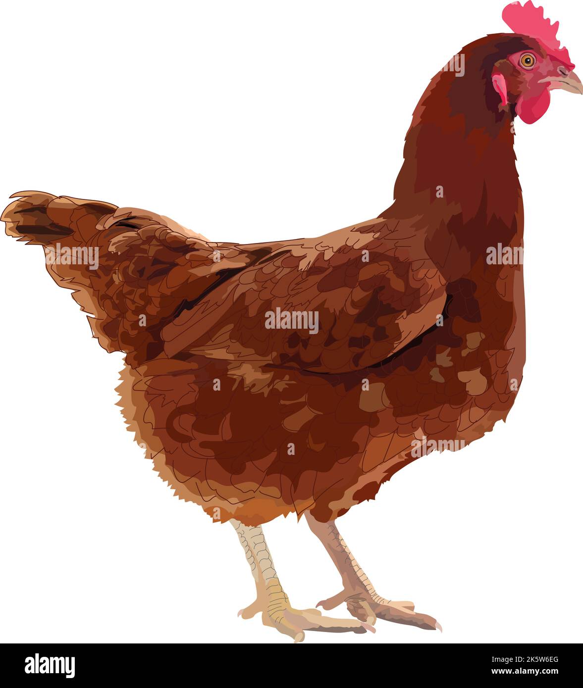 Brown hen colored drawing, realistic. Vector illustration Stock Vector ...