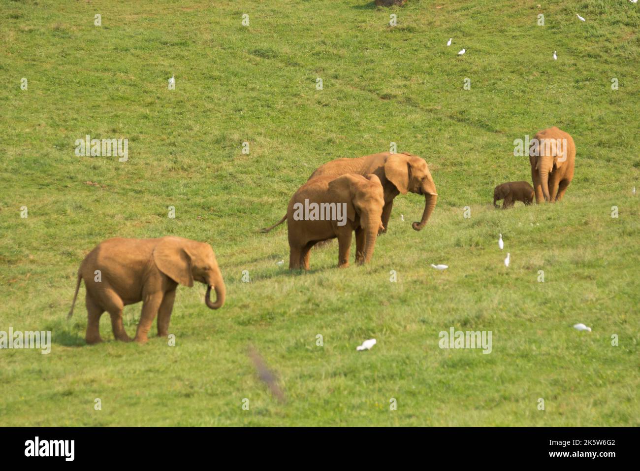 brown elephants walking on a green field Stock Photo - Alamy