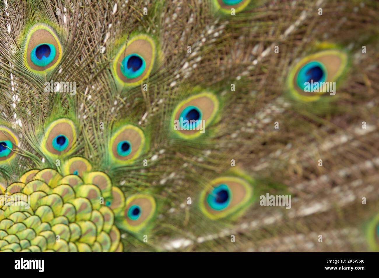 round pattern in peacock feathers close up Stock Photo - Alamy