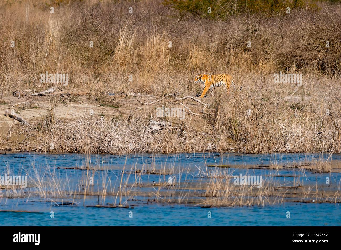wild female tiger or panthera tigris tigris strolling in her territory ...