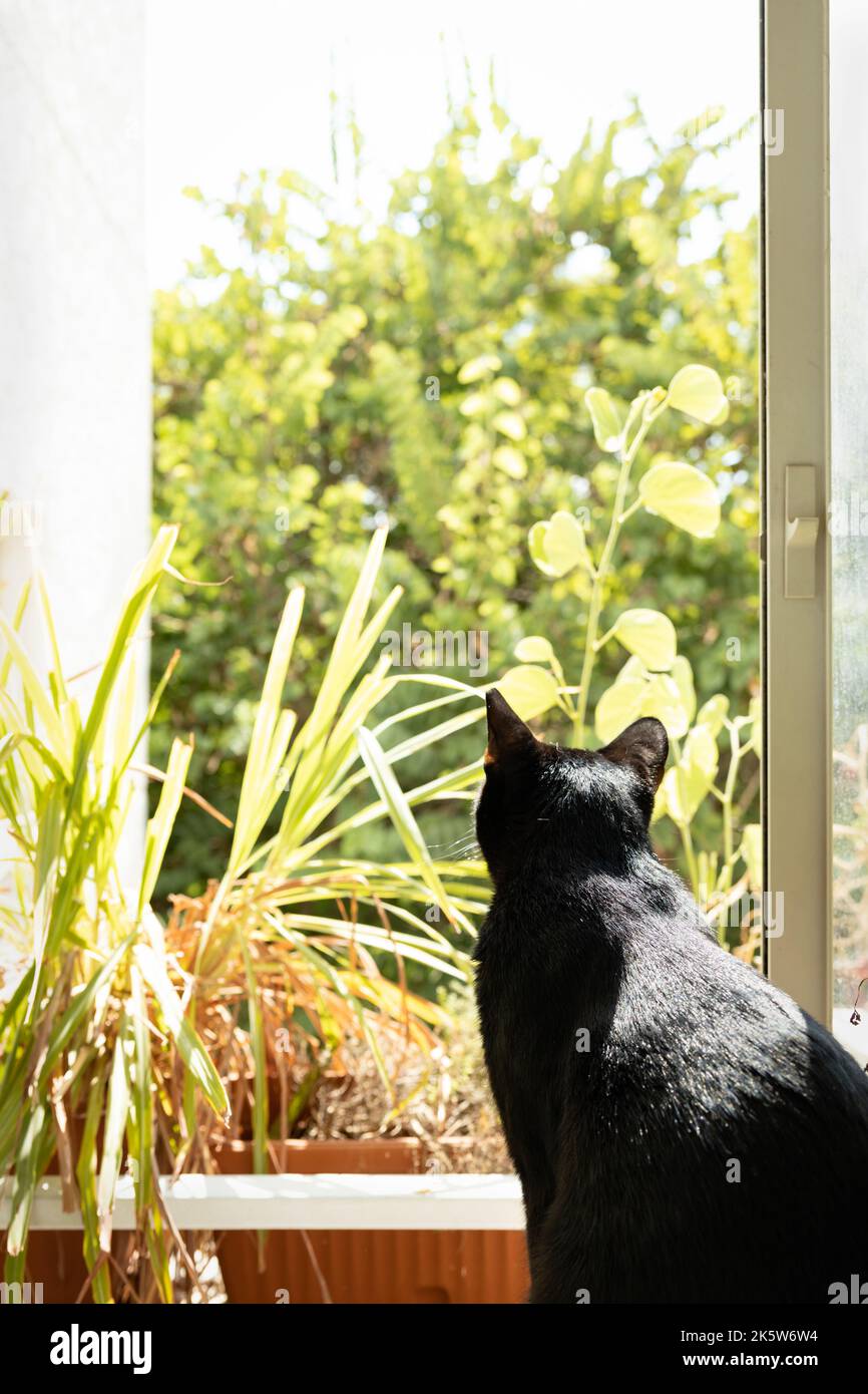 Cat sitting window inside hi-res stock photography and images - Alamy