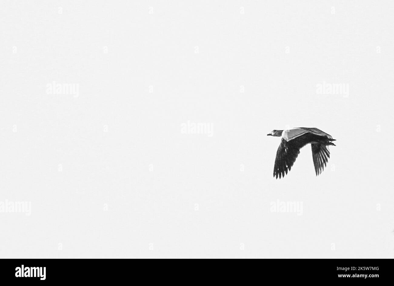 A grayscale of an egyptian goose flying with a white background Stock ...