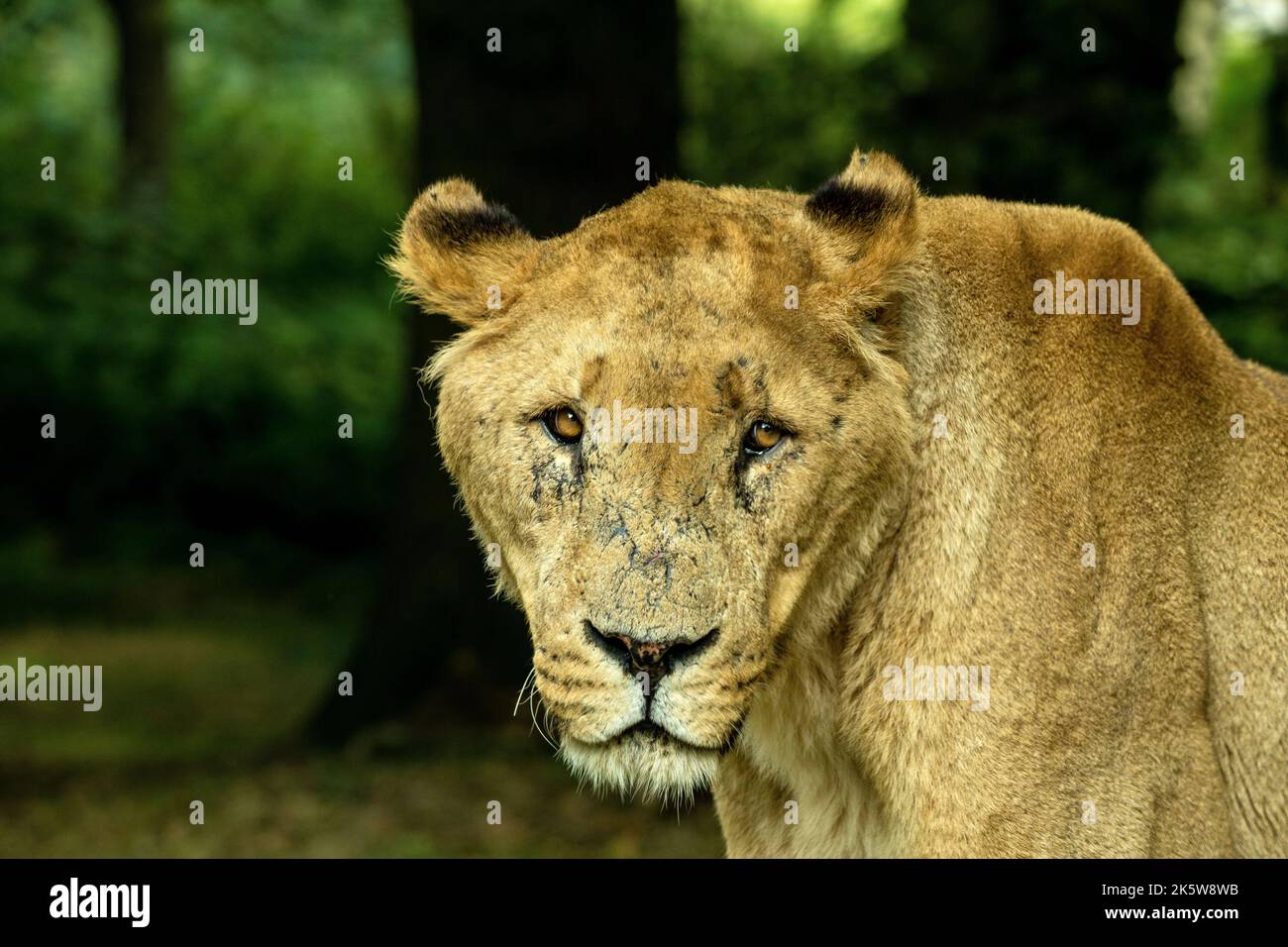 A portrait of an African female lion on the background of trees Stock ...