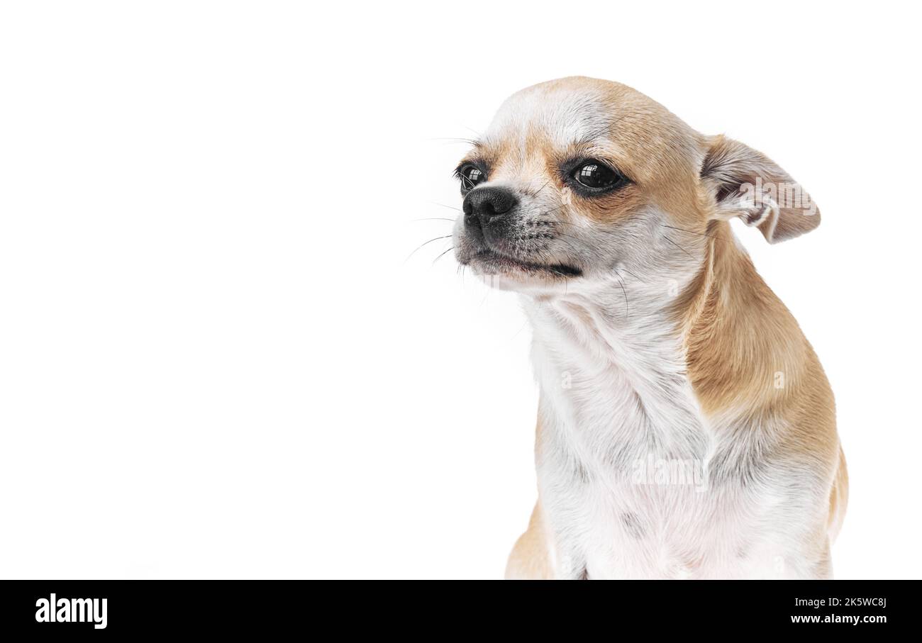 Beautiful and cute white and brown mexican chihuahua dog over isolated ...
