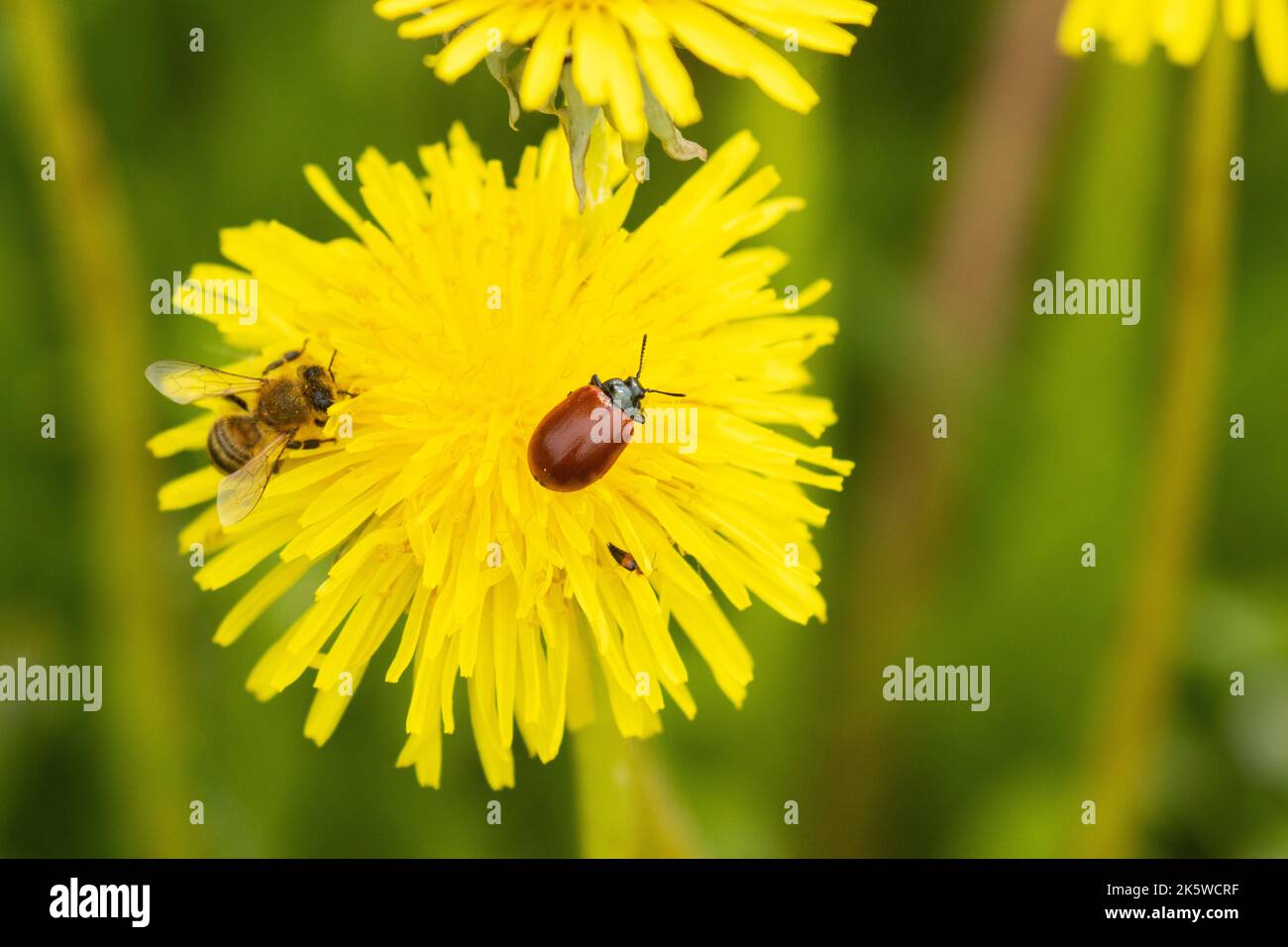 Leaf beetle and bee on a flowering Dandelion during a spring day on an ...