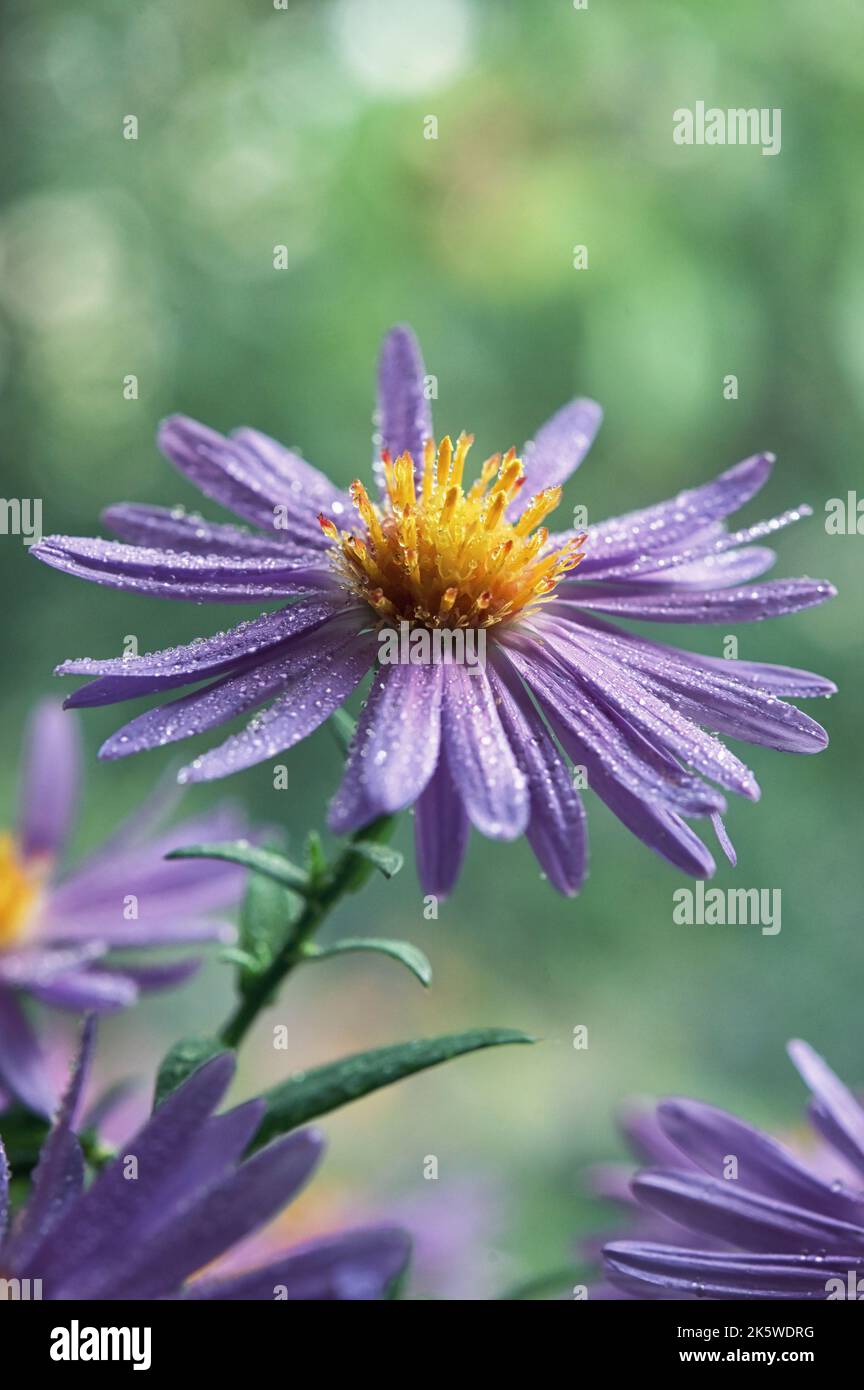 Closeup New York Aster Symphyotrichum Novi Belgii Stock Photo - Alamy