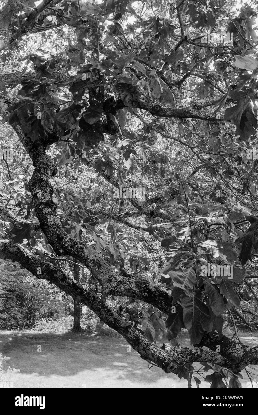 Beautiful trees in the backyard of the historic Bauhaus-influenced ...