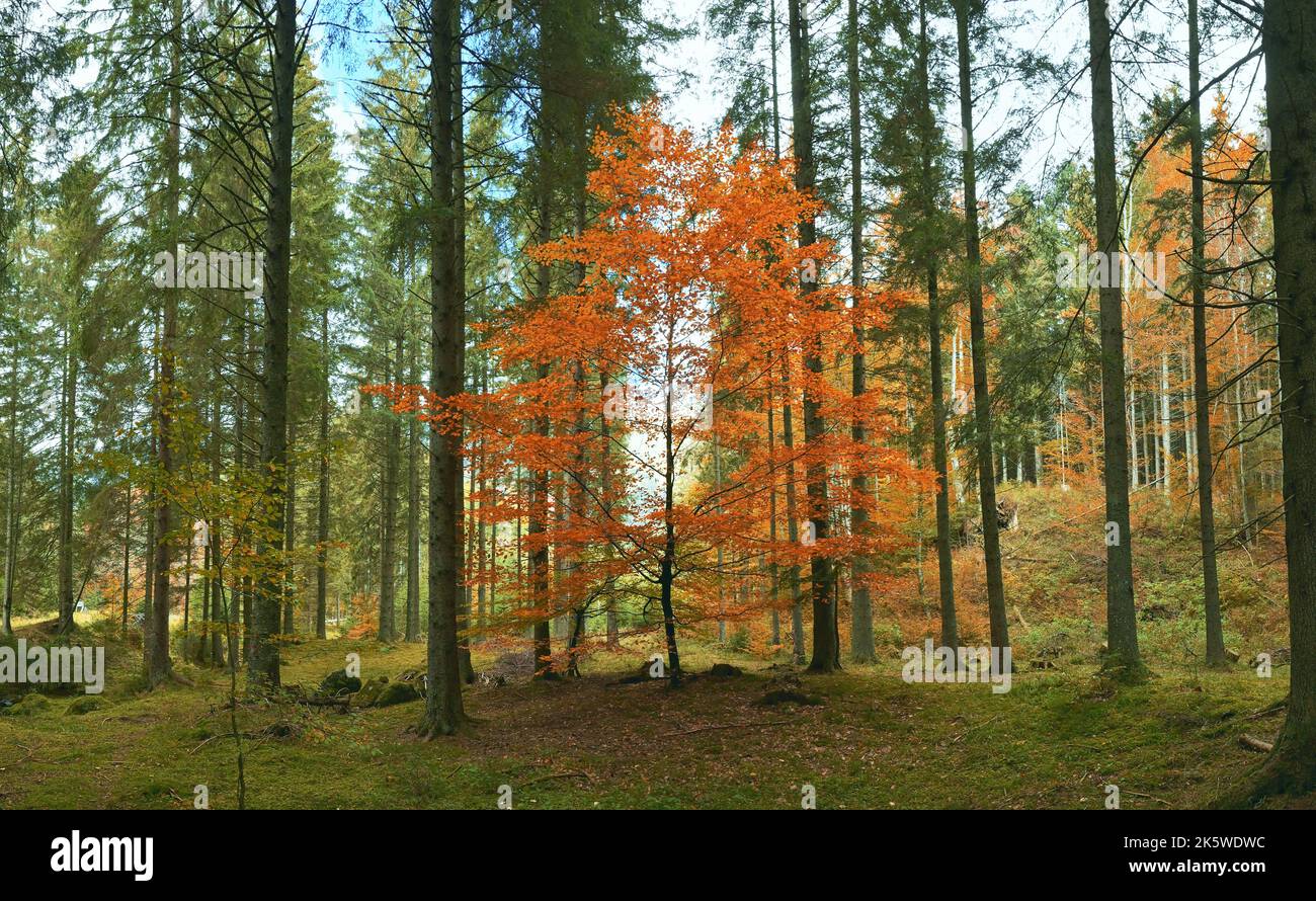October forest hi-res stock photography and images - Alamy