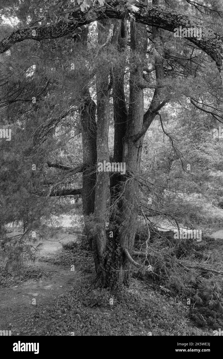 Beautiful trees in the backyard of the historic Bauhaus-influenced ...