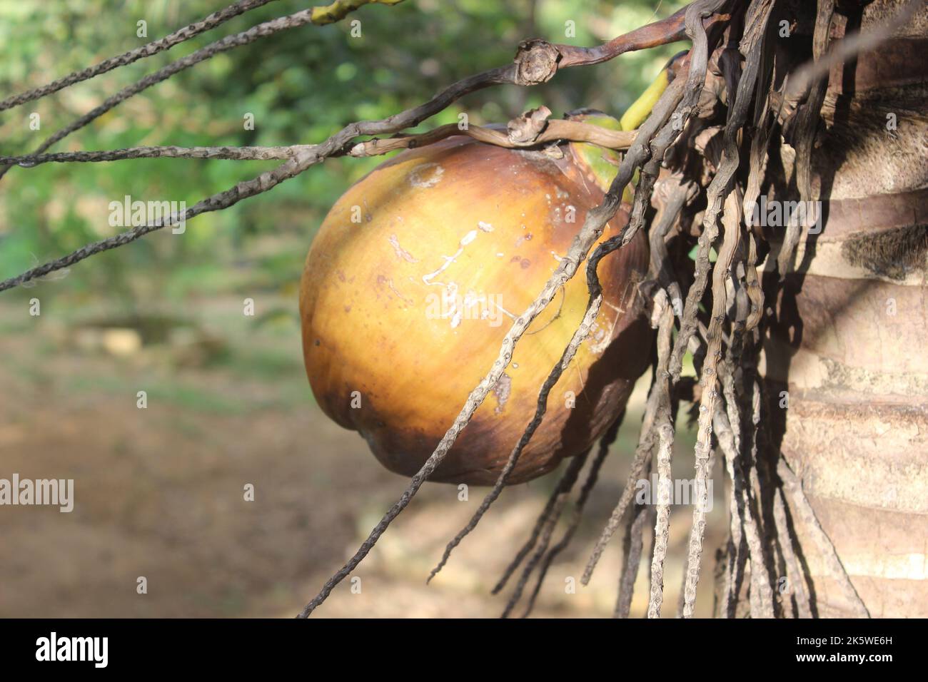 Coconut shell hanging hi-res stock photography and images - Alamy