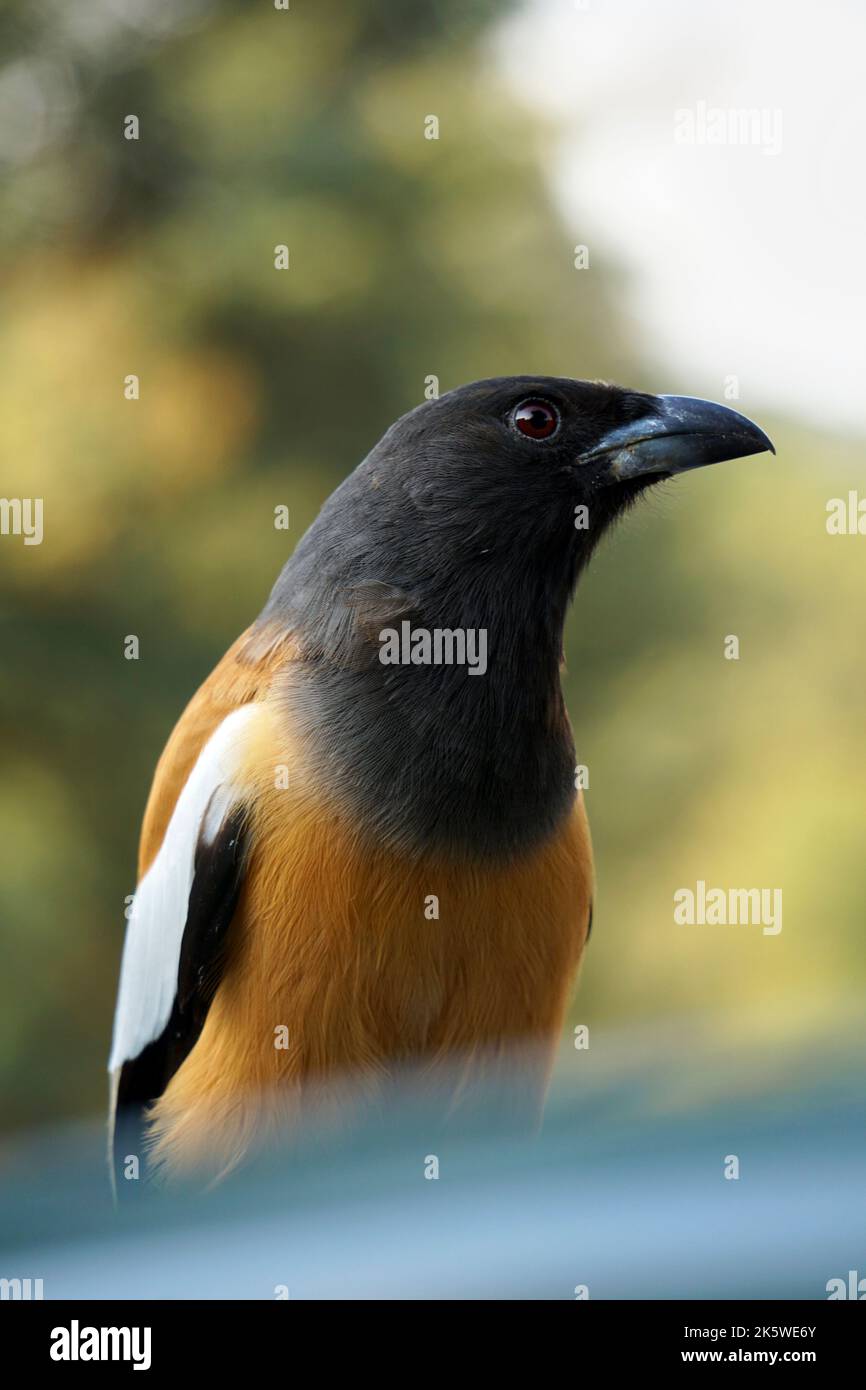 Indian magpie hi-res stock photography and images - Alamy