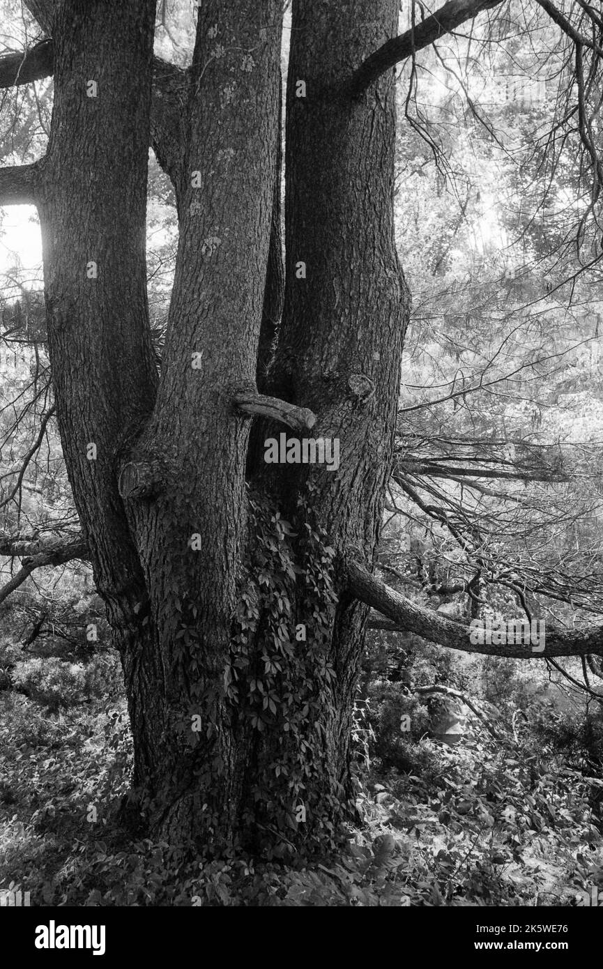 Beautiful trees in the backyard of the historic Bauhaus-influenced ...