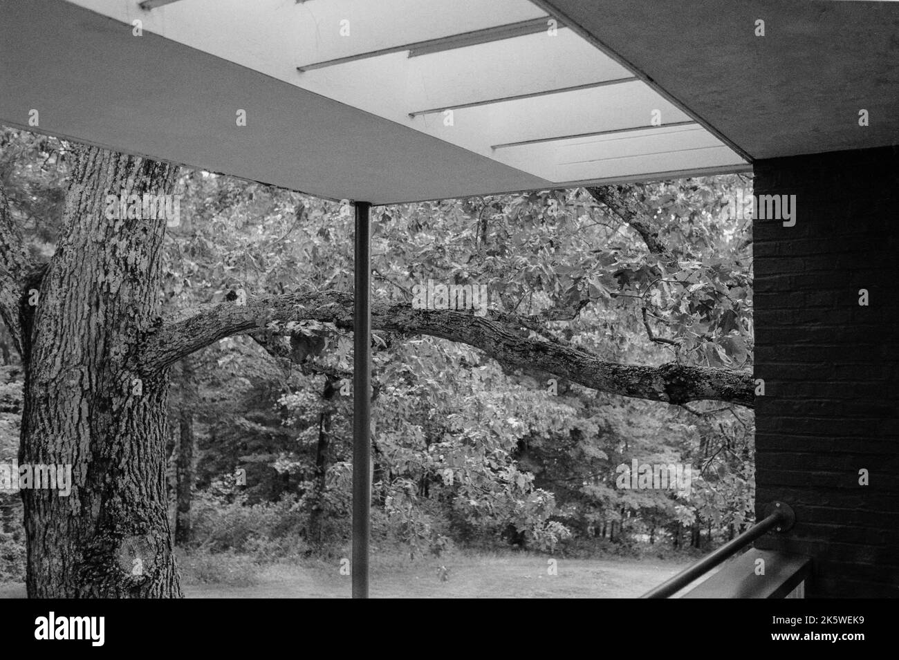 A view of the backyard and a large tree from the roof porch of the ...