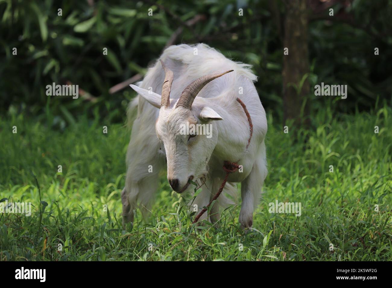 A white goat (Capra aegagrus hircus) roaming in the grass Stock Photo ...