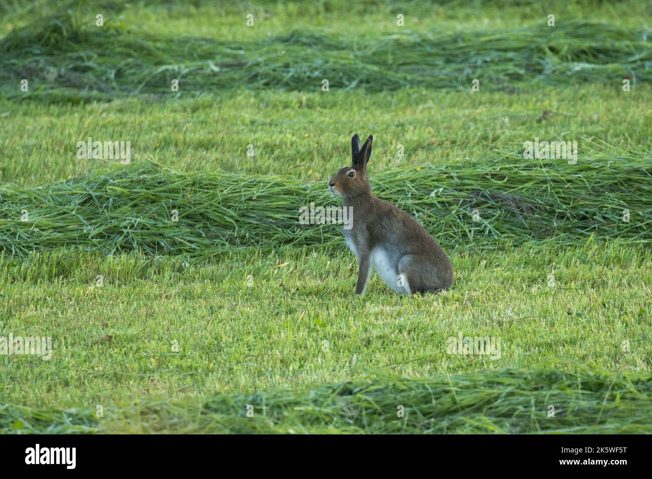 A lonely Mountain hare, Lepus timidus on a field with freshly cut hay ...