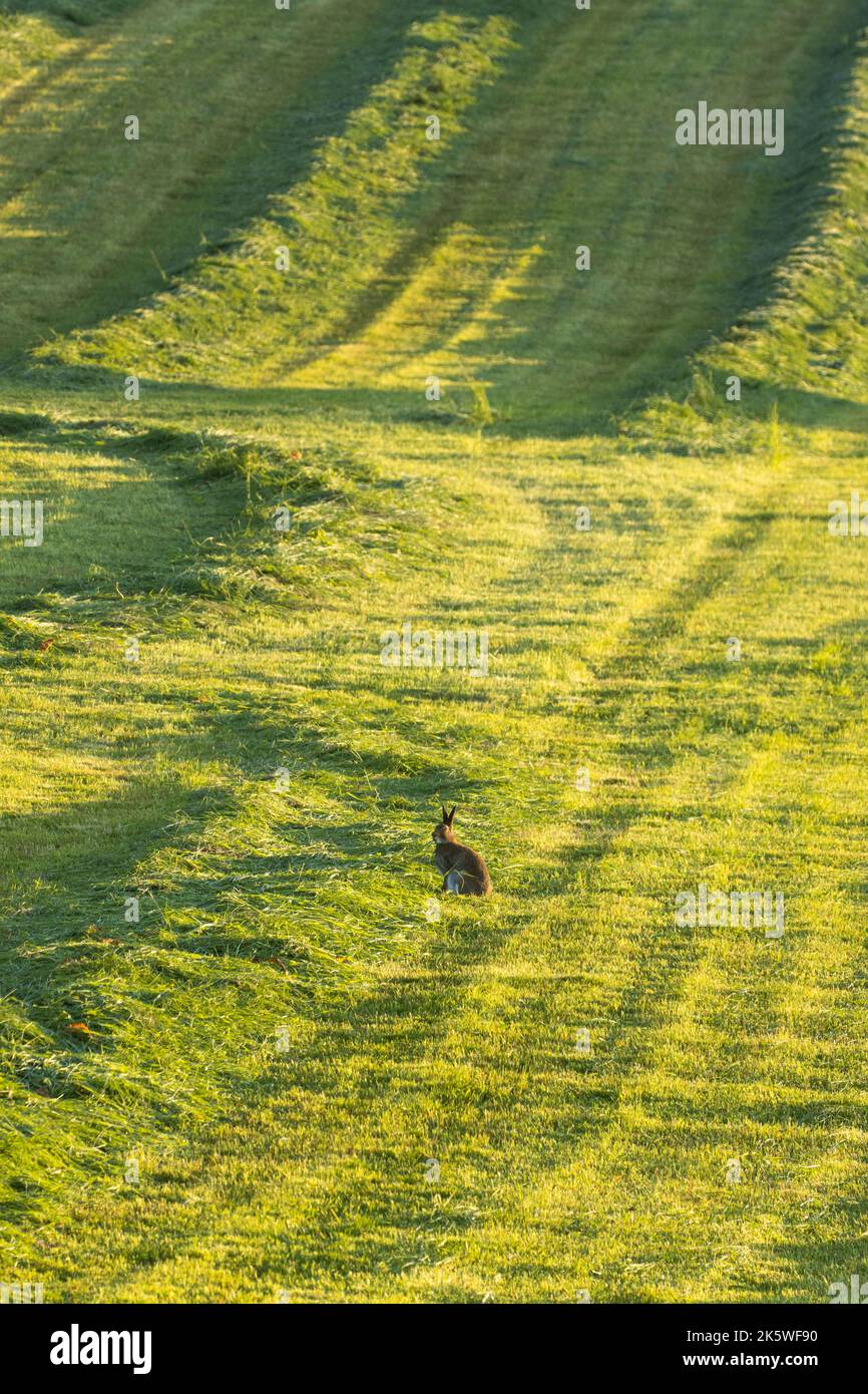A lonely Mountain hare, Lepus timidus on a field with freshly cut hay ...