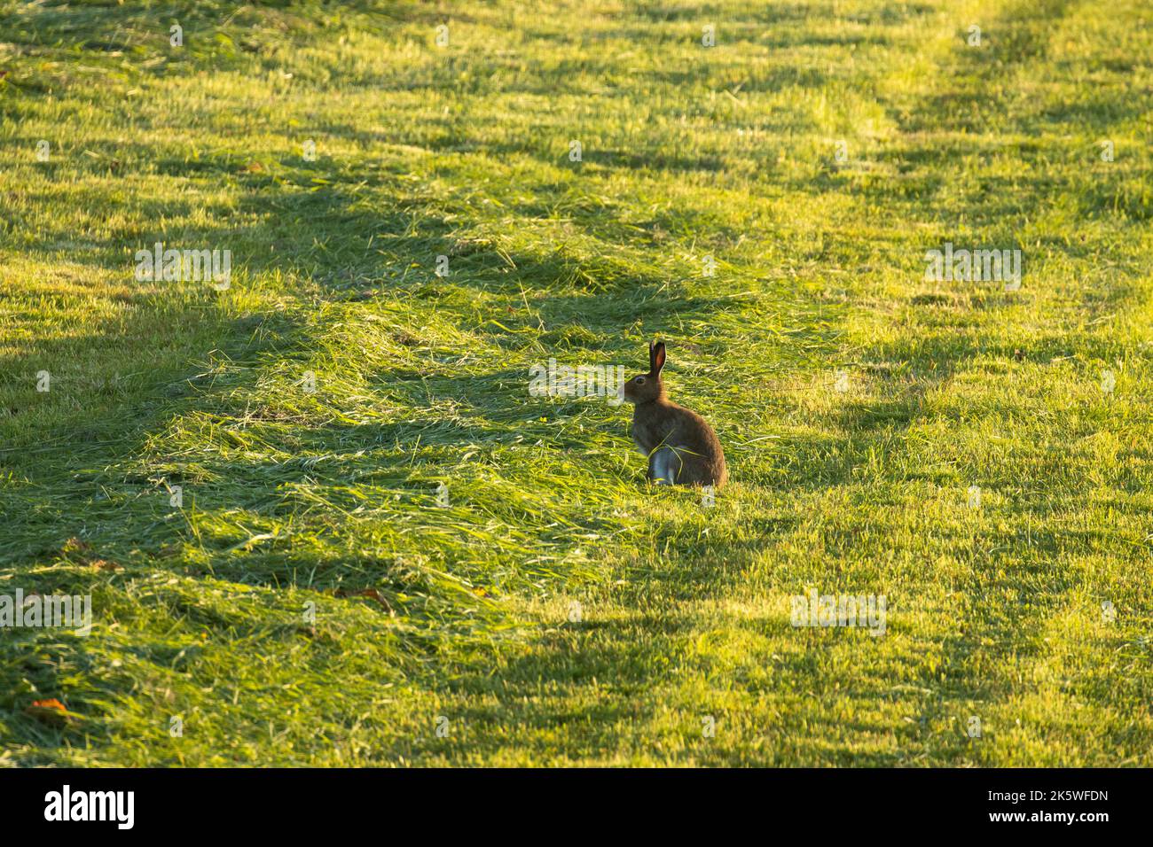 A lonely Mountain hare, Lepus timidus on a field with freshly cut hay ...