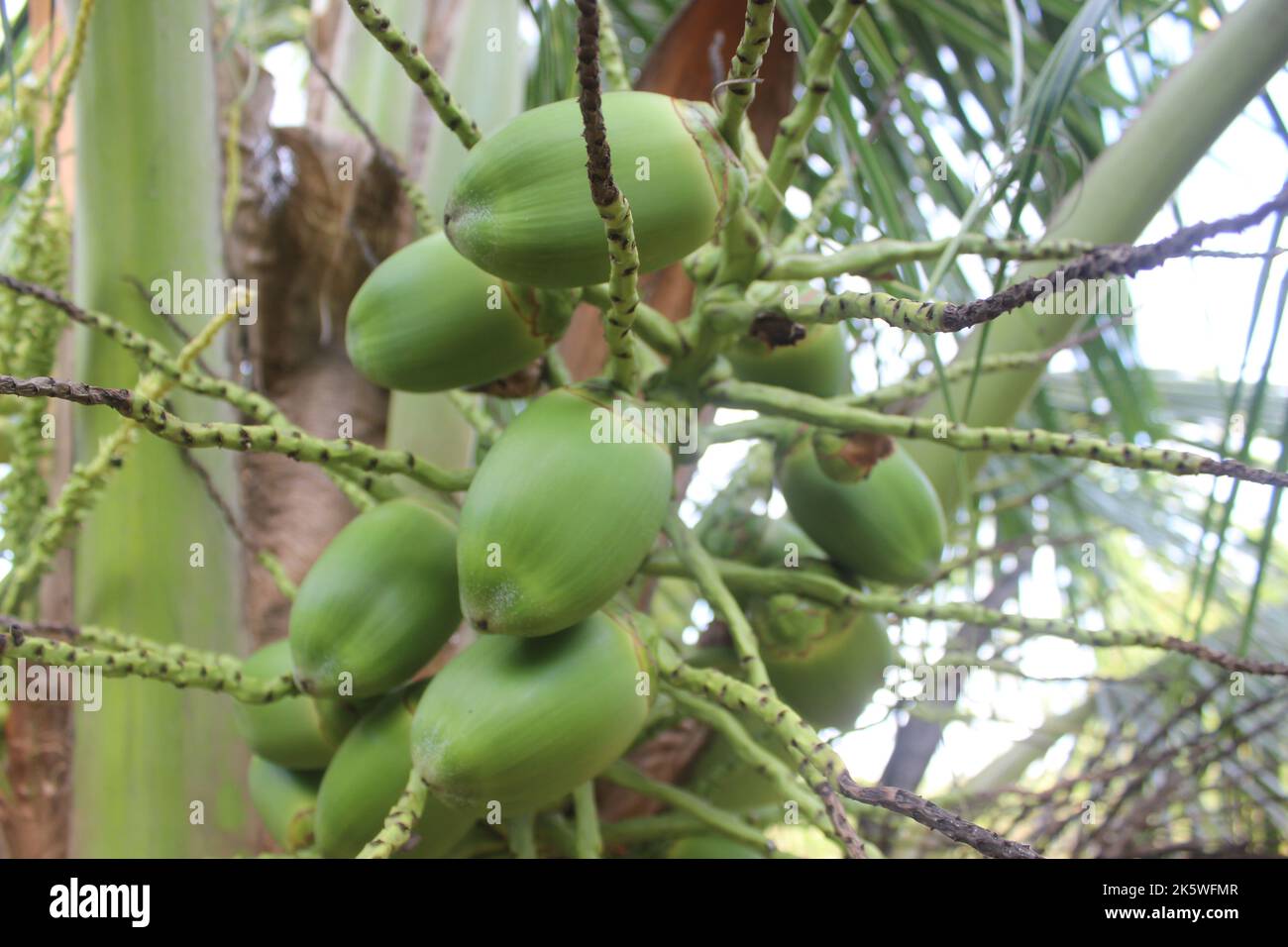 Selective focus of beautiful coconut fruit hanging on tree. Good for ...