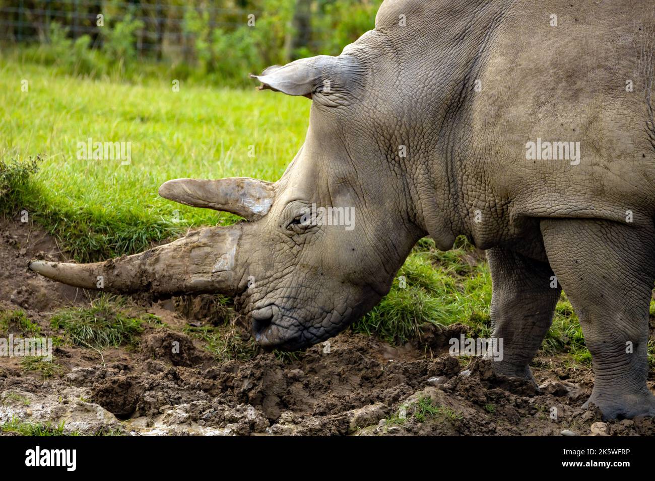 A closeup of a White rhino grazing from the mud Stock Photo - Alamy