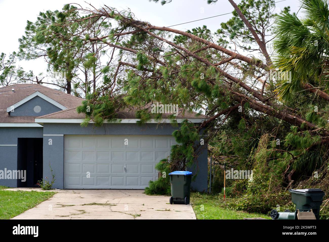 Fallen down big tree on a house after hurricane Ian in Florida ...
