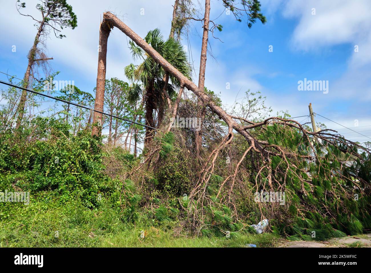 Fallen down big tree on power and communication lines after hurricane ...