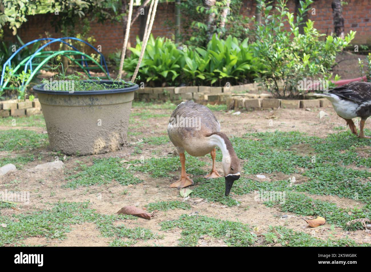 Close-up of domestic goose animal in the yard. The scientific name is ...