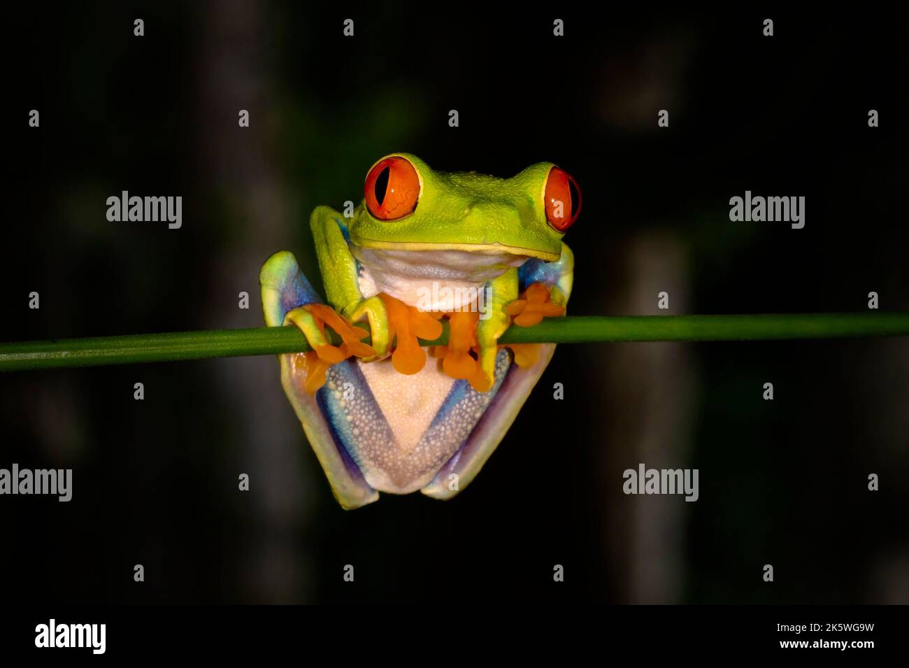 Red-eyed tree frog (Agalychnis callidryas) clinging on to a branch at ...