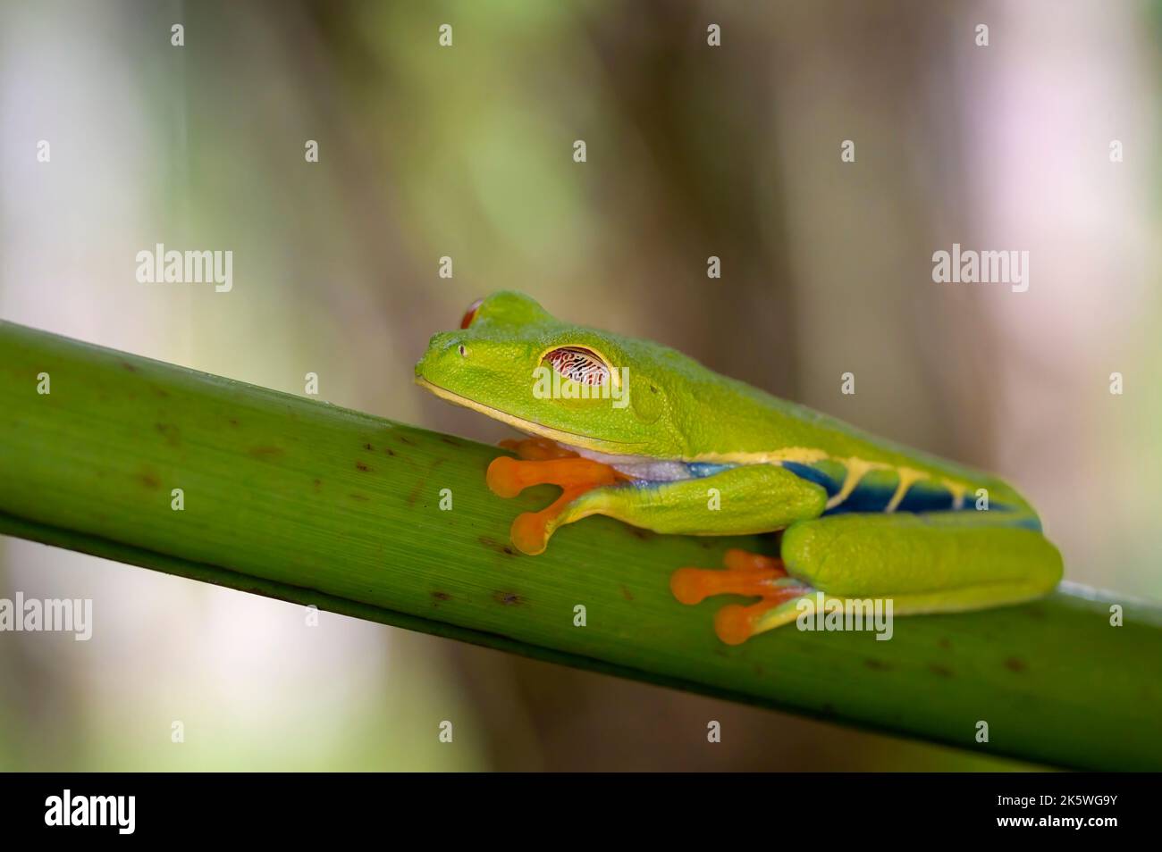 Red-eyed tree frog (Agalychnis callidryas) sleeping on a branch at day ...
