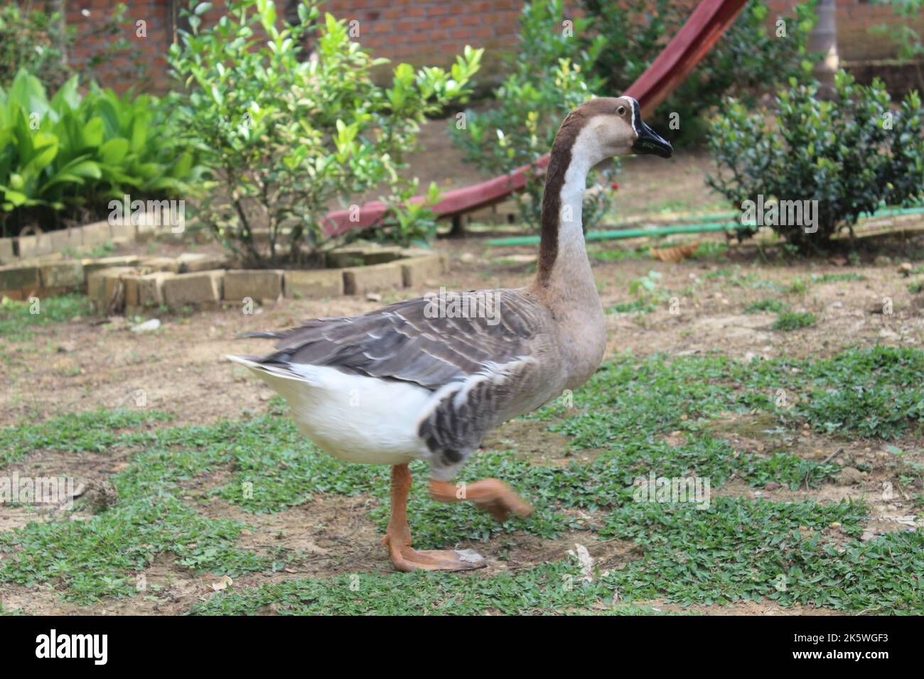 Close-up of domestic goose animal in the yard. The scientific name is ...