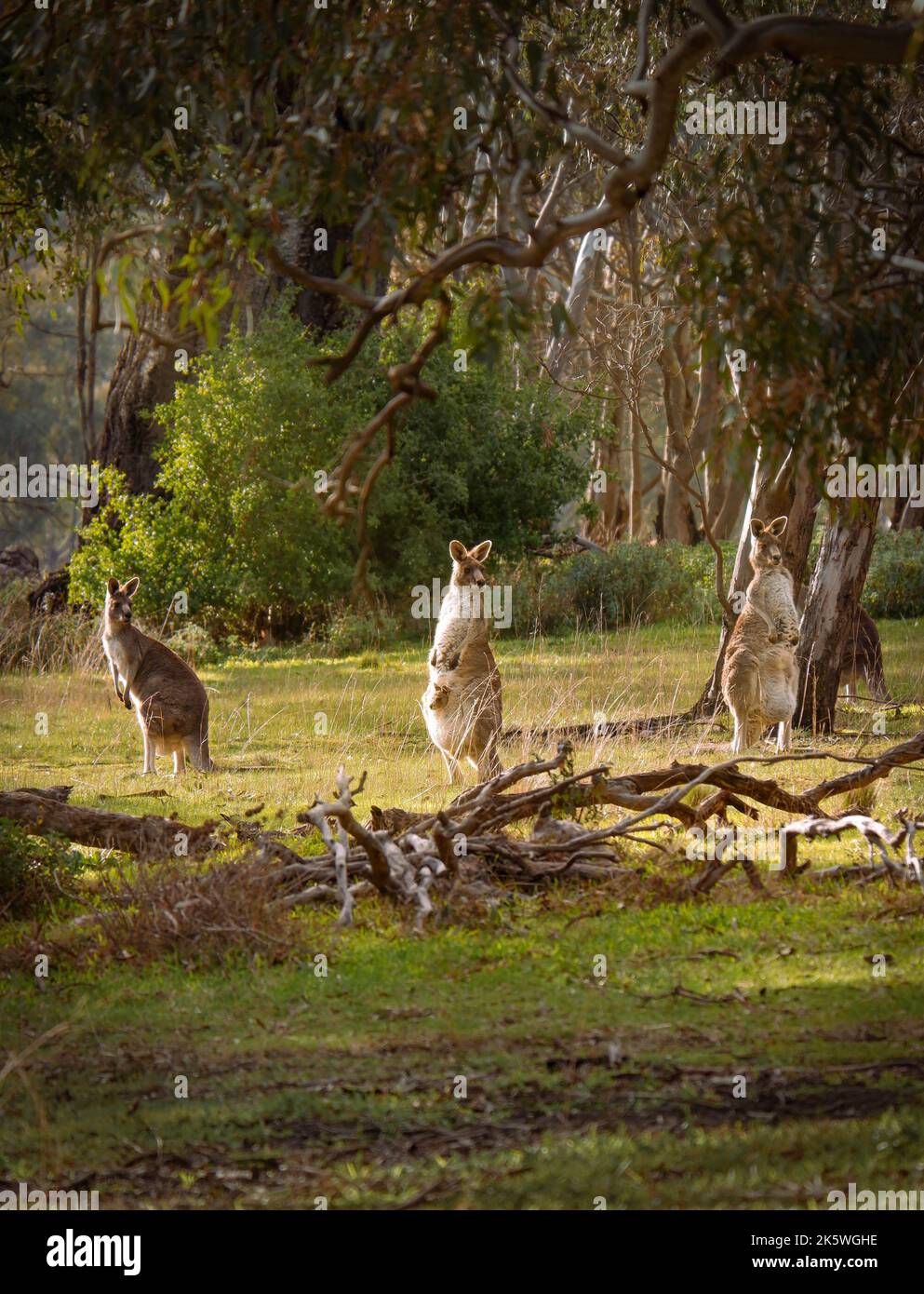 Kangaroos in zoo animals in wild hi-res stock photography and images ...