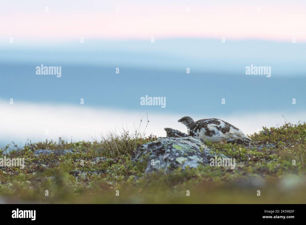 Rock ptarmigan walking and eating during a summer night in Urho ...