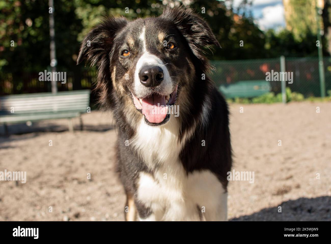 A closeup of a cute smiley dog with a park in the background Stock ...