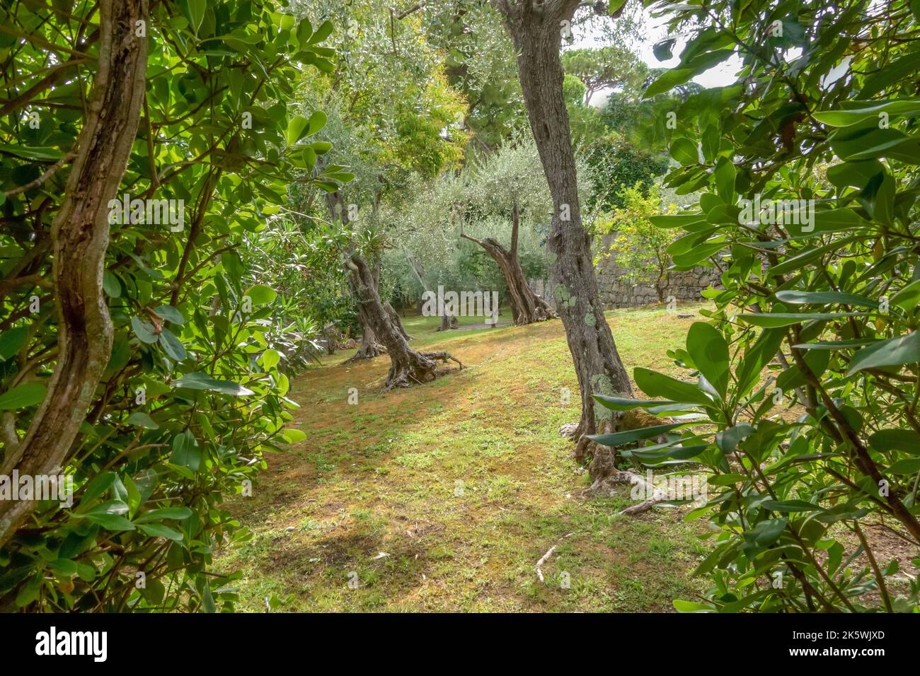 Olive trees growing on the hillside in the Nozarego region of Santa ...