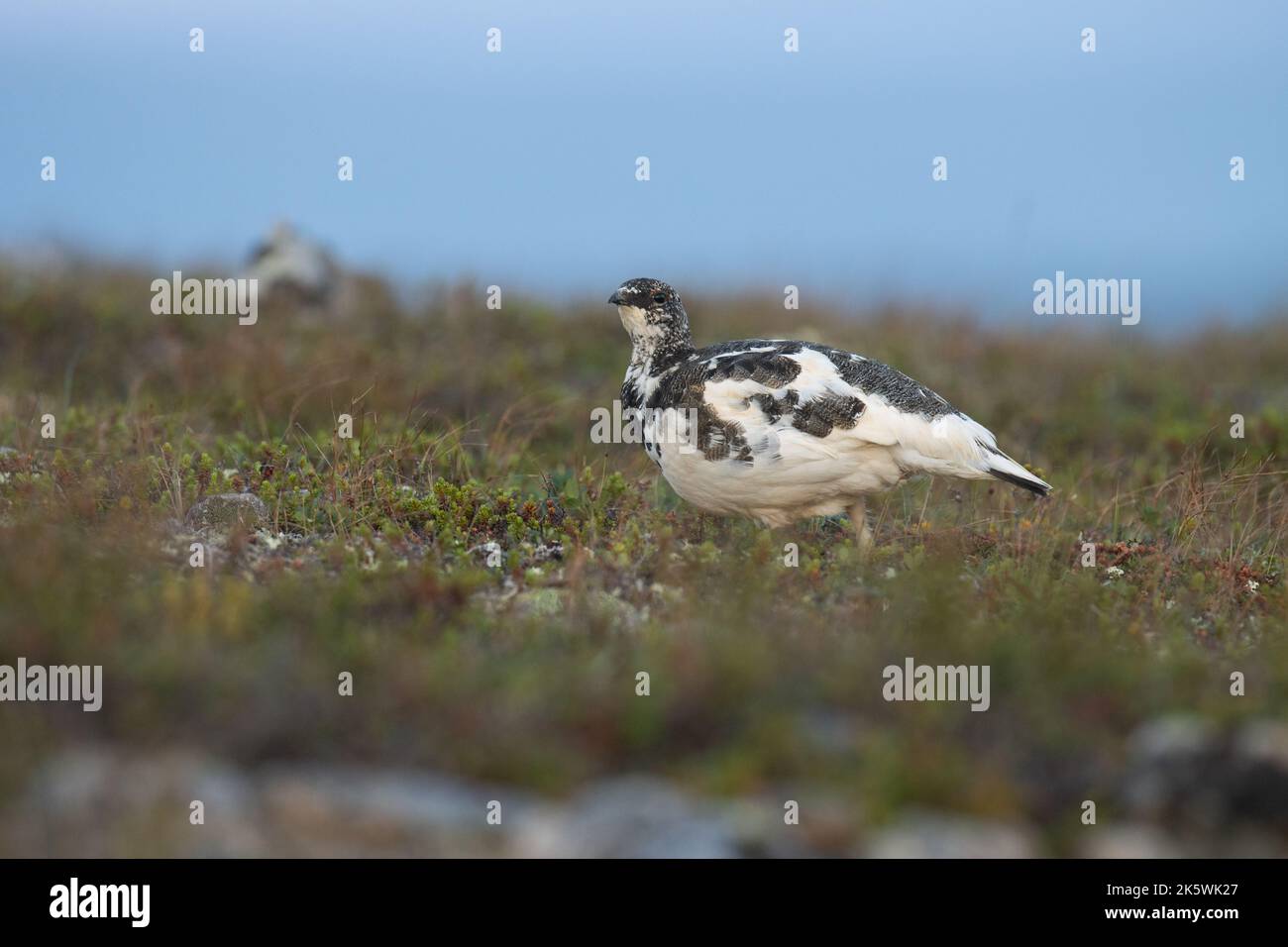 Rock ptarmigan walking during a summer night in Urho Kekkonen National ...