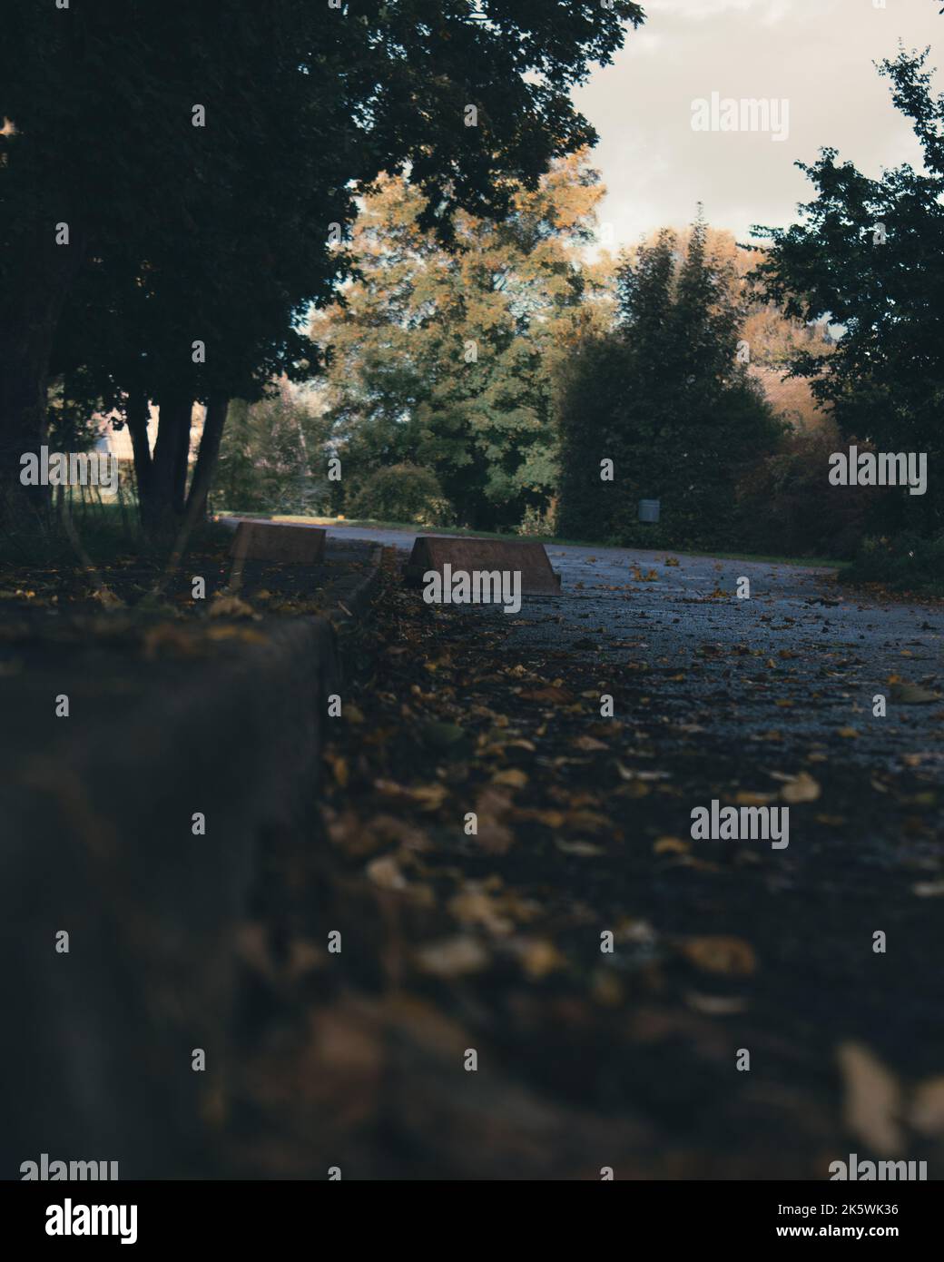 A vertical, ground-level shot of an alley against the evergreen trees ...