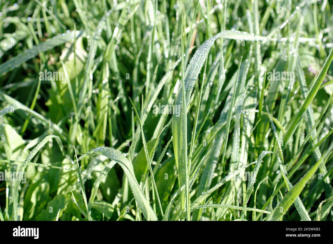 Grass Blade Close Up