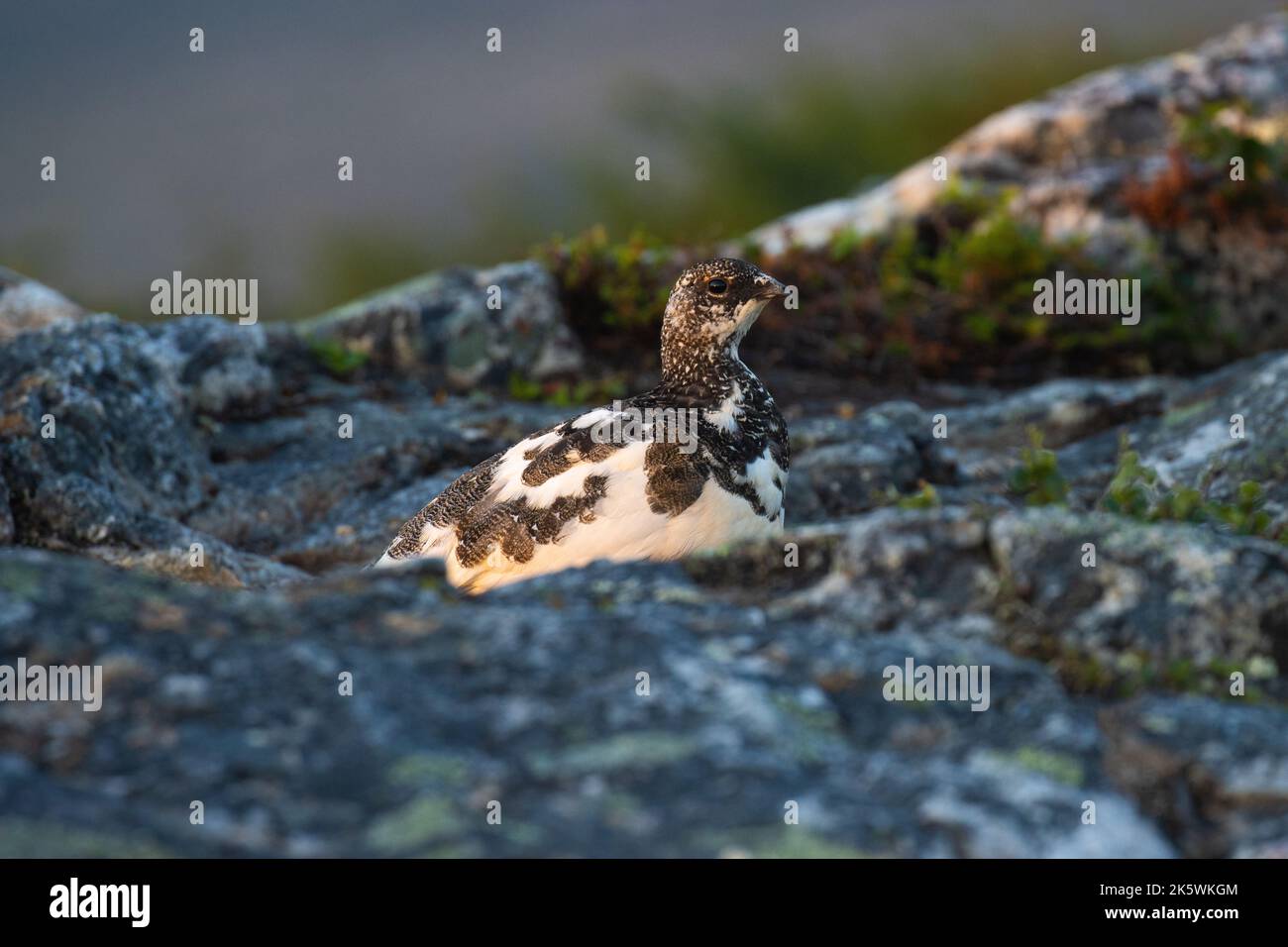Urho kekkonen national park wildlife hi-res stock photography and ...