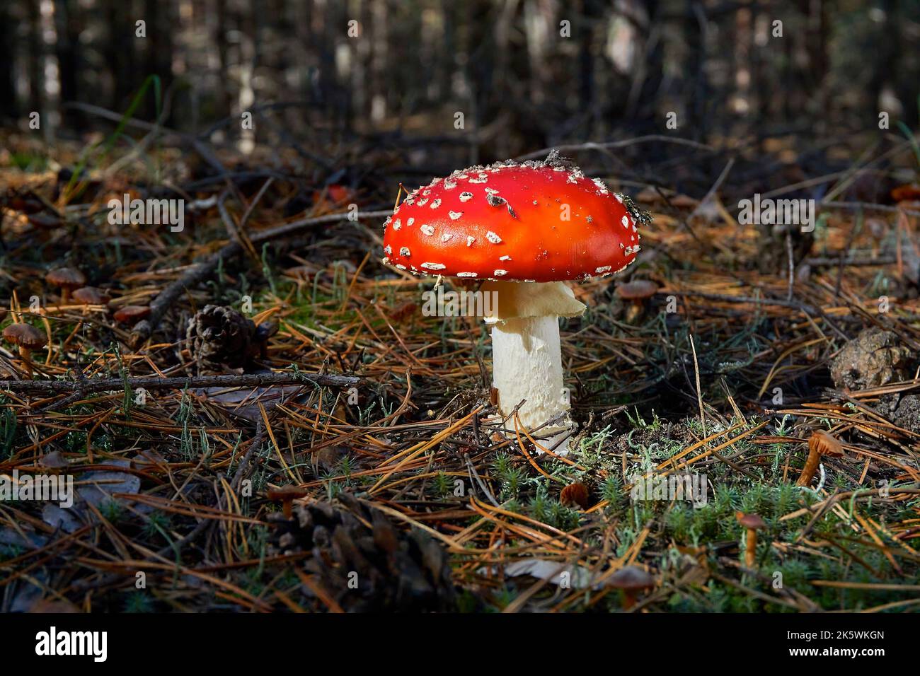 Fly agaric in a clearing, among dry fallen pine needles and branches ...