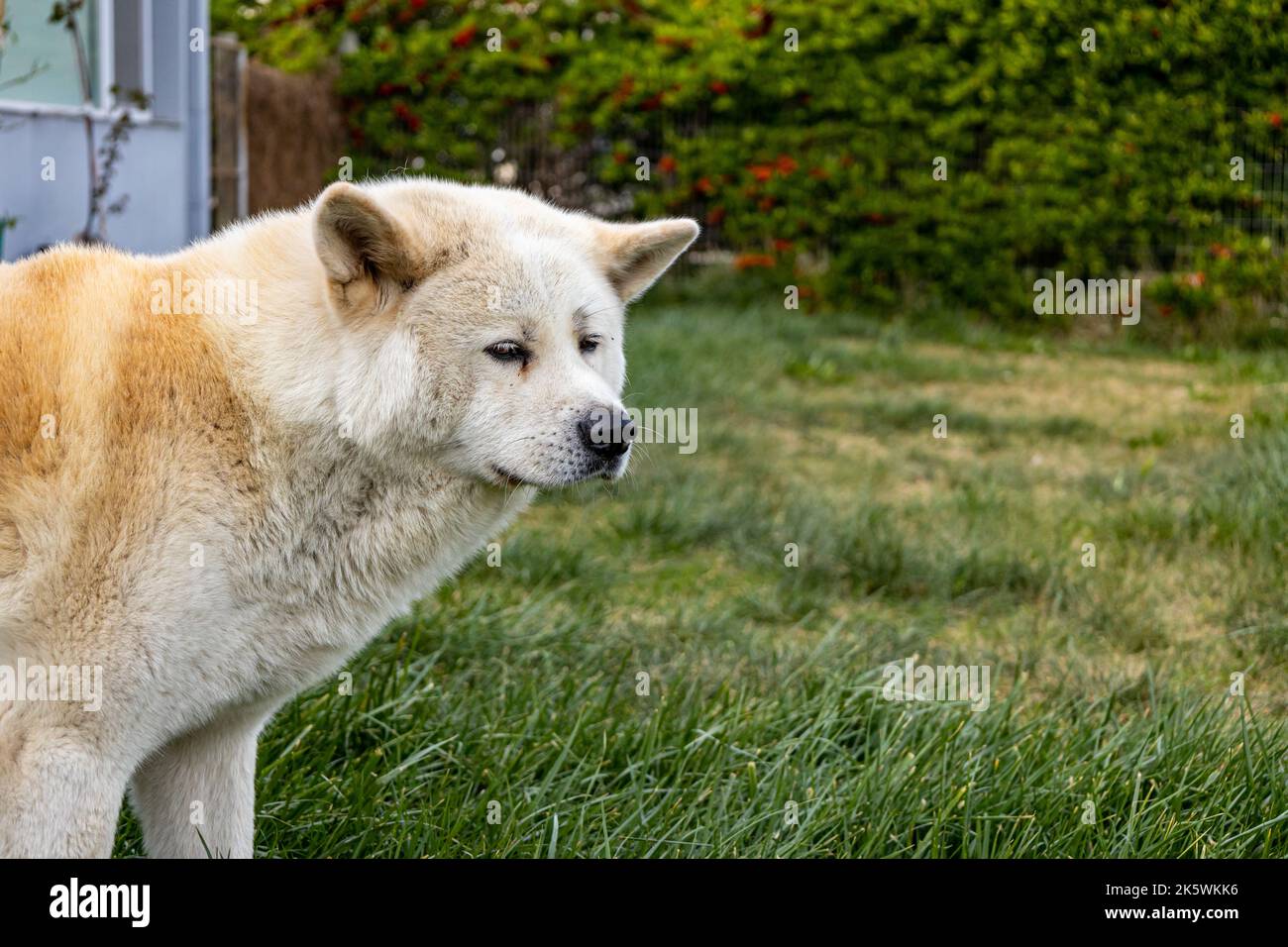 Beautiful specimen of Japanese Akita dog in the park. Domestic animal ...
