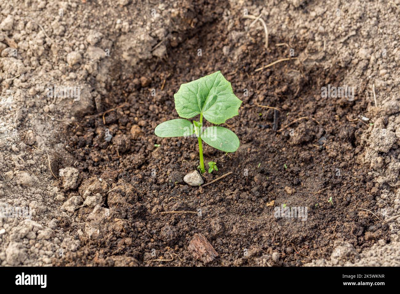 Young sprout new cucumber plant at soil Stock Photo - Alamy