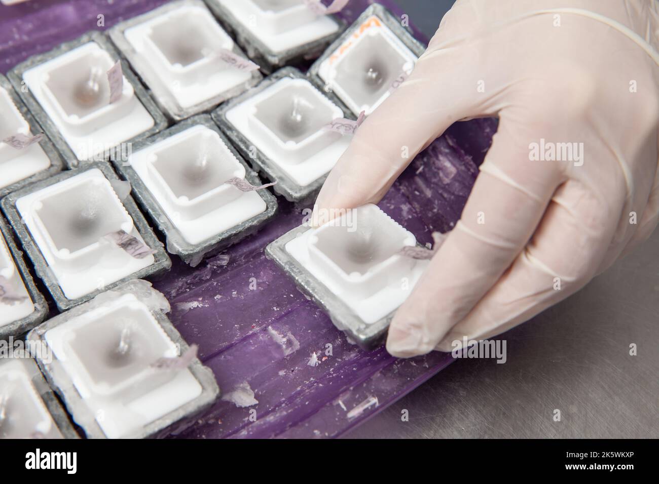 Scientist preparing paraffin blocks containing biopsy tissue for ...