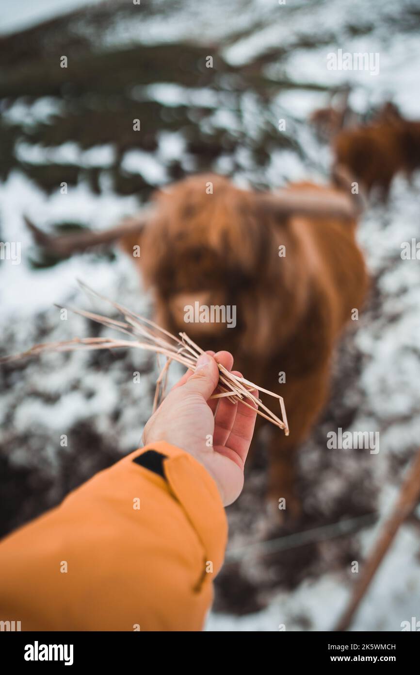 Beautiful horned Highland Cattle cow enjoying fresh snow on a Seceda ...