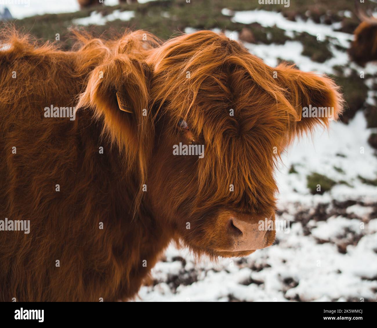 Beautiful horned Highland Cattle cow enjoying fresh snow on a Seceda ...