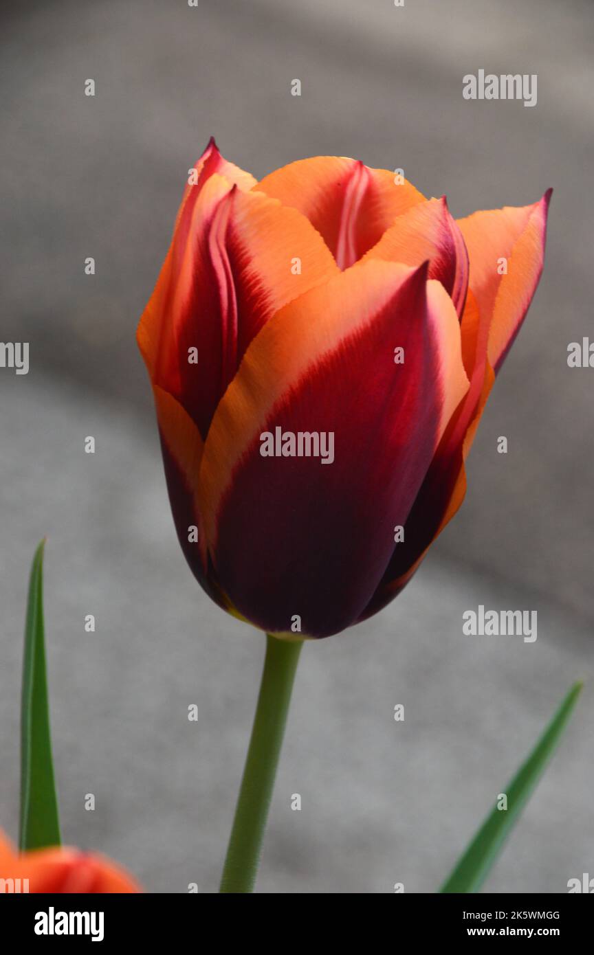 Single Red & Orange Tulipa 'Slawa' (Muvota) Tulip Flower grown against ...