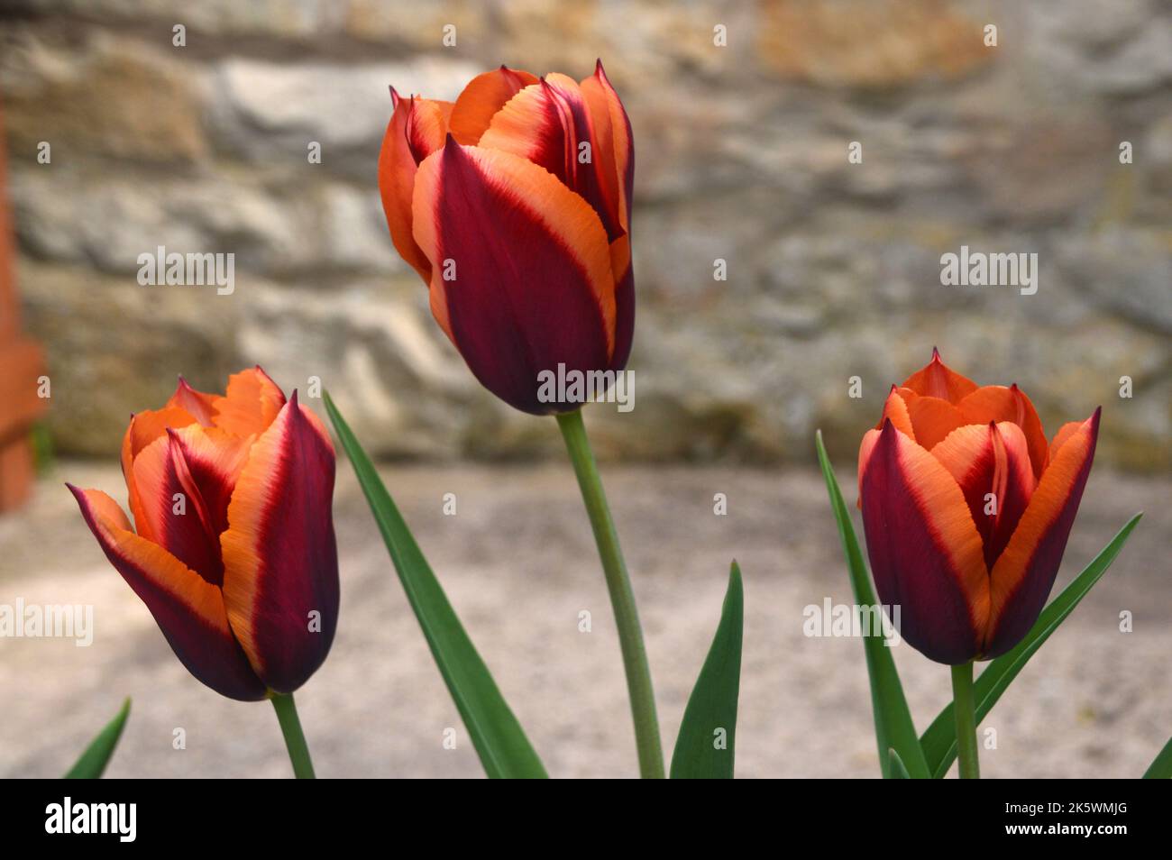 Three Red & Orange Tulipa 'Slawa' (Muvota) Tulip Flowers grown against ...