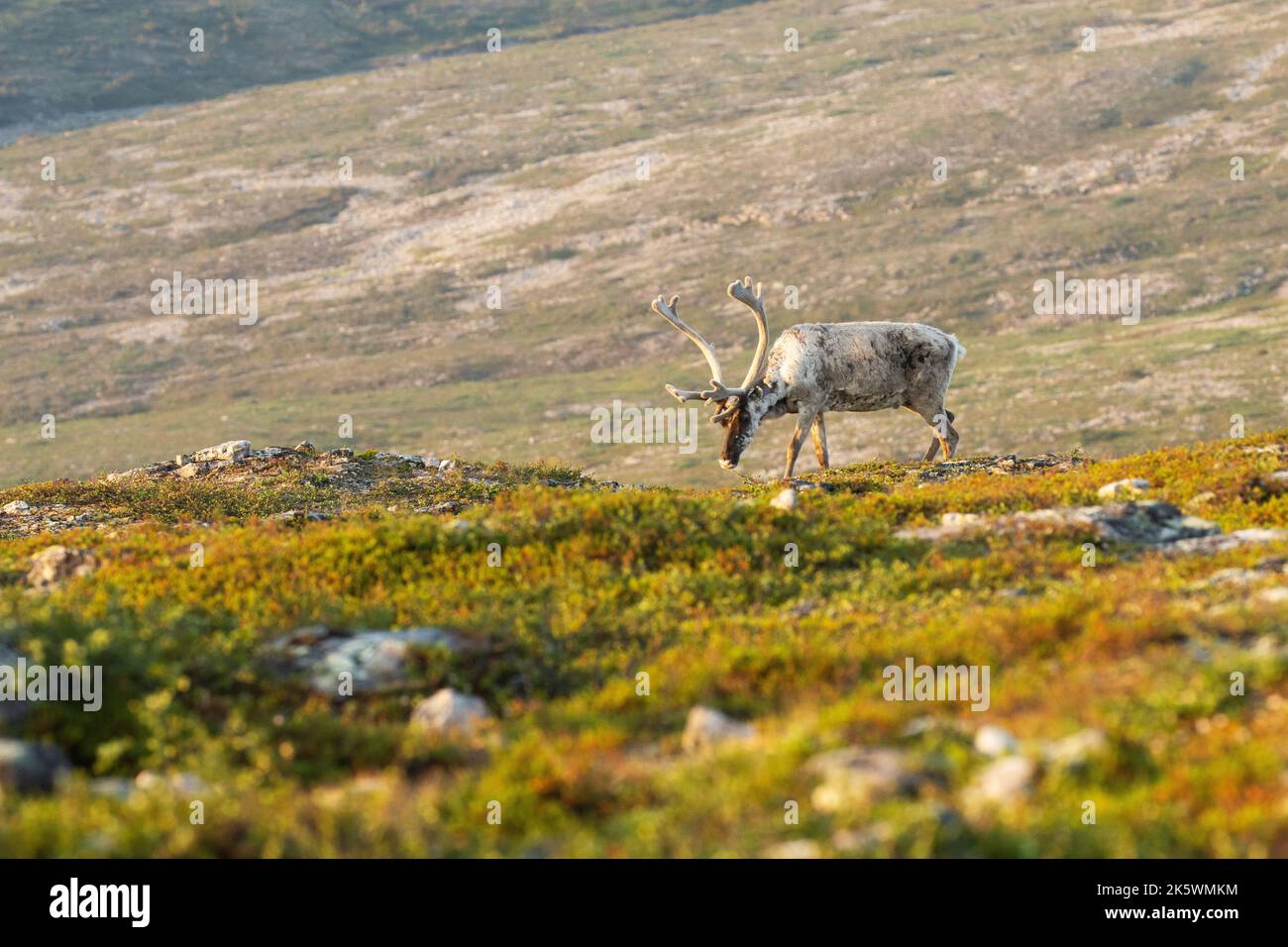 Domestic reindeer, Rangifer tarandus with large antlers walking in the ...