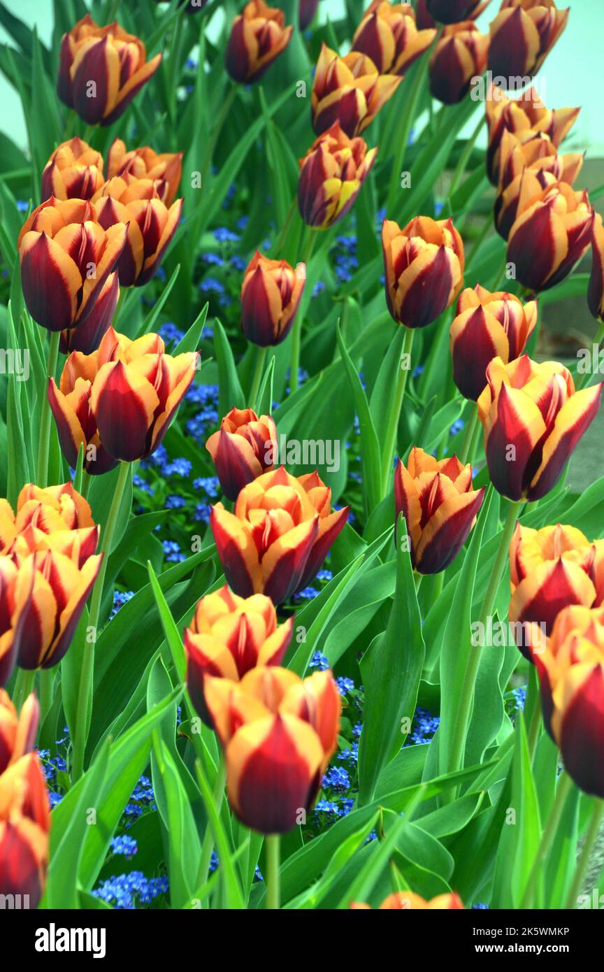 Bunch Red & Orange Tulipa 'Slawa' (Muvota) Tulip Flowers grown at ...