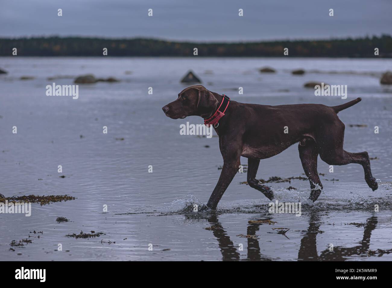 Brown German Shorthaired Pointer playing off leash at dog friendly ...