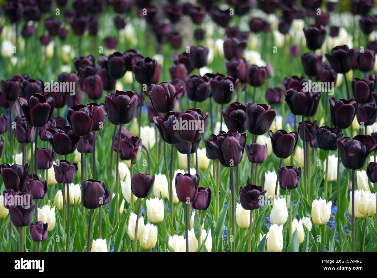 Deep Maroon Tulipa 'Queen of Night' & White Tulips in the Borders of ...